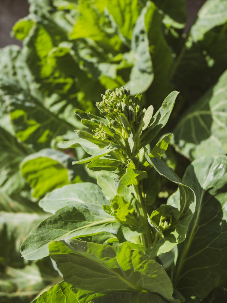 Sautéed Cabbage sprouts recipe | Beautiful Things
